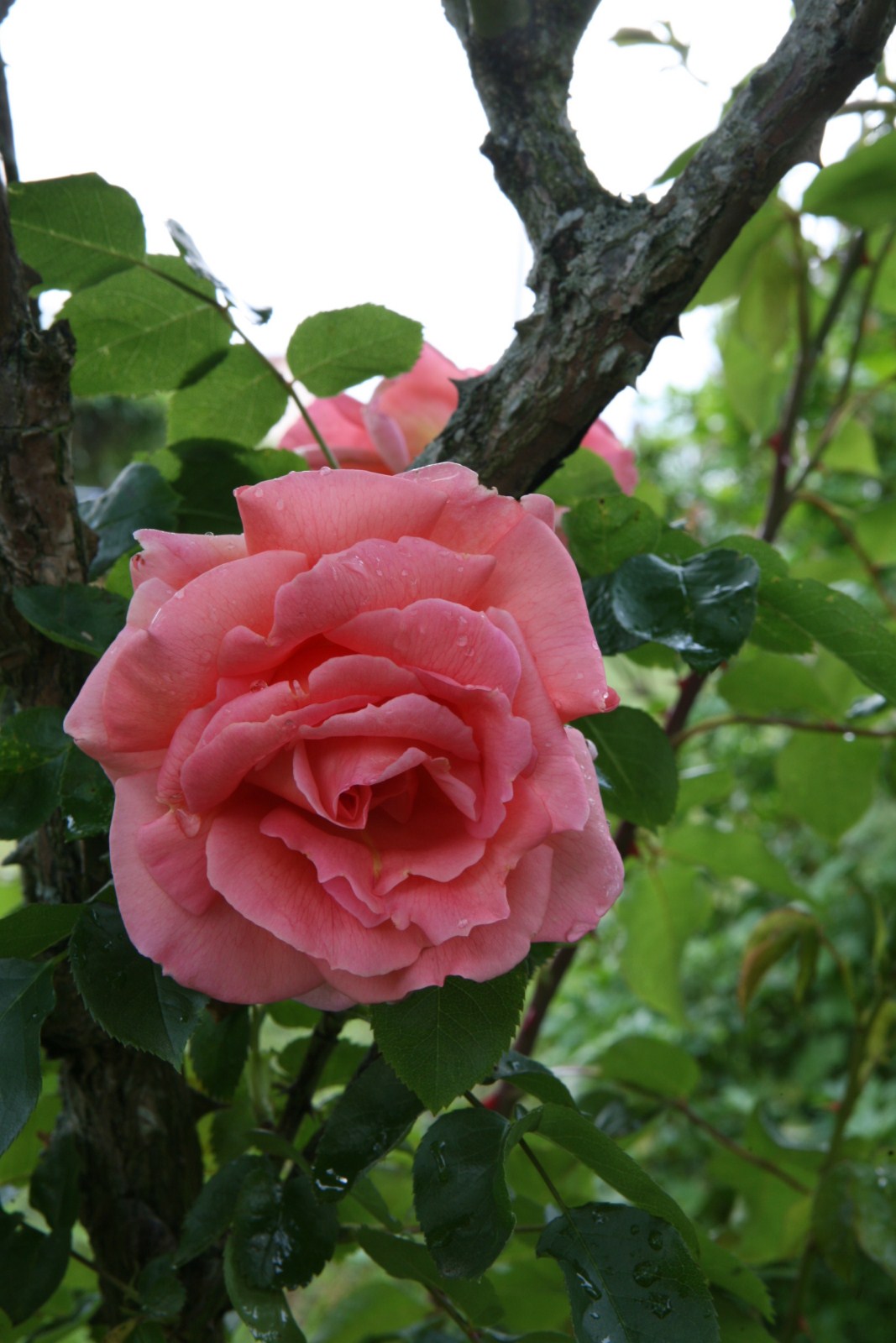 Vie aux Godinieres: Il n'y a pas de rose sans épines